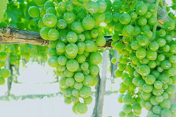 Pompei Archeological Site and Wine Tasting Experience - Lunch and Cuisine Highlights