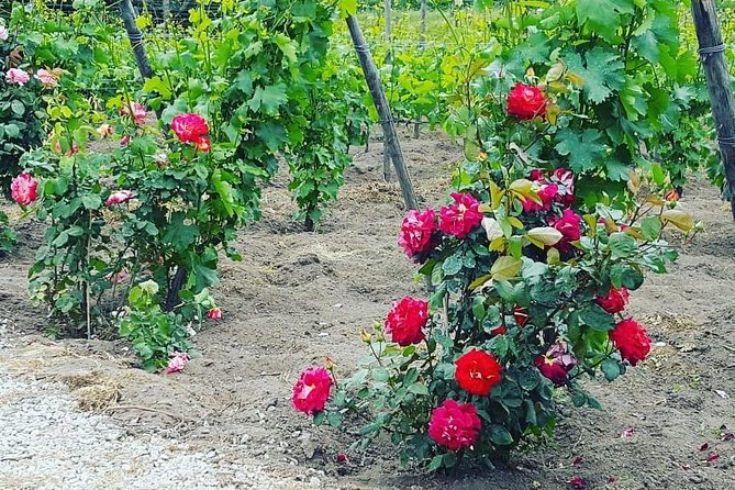 Pompei Archeological Site and Wine Tasting Experience - Cancellation and Refund Policy