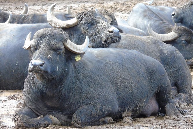 Pompeii and Herculaneum Skip-The-Line With Lunch&Winetasting From Rome - Dining and Wine Tasting