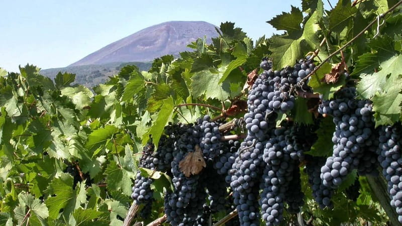 Pompeii: Archeological Tour & Wine Tasting at Mt. Vesuvius - The Vineyard Experience