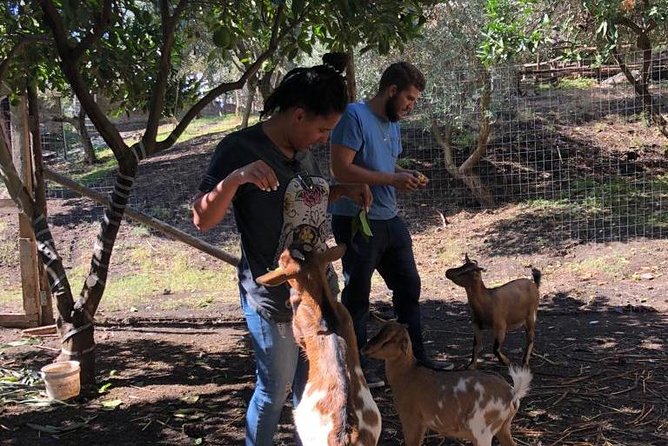 Pompeii Guided Tour & Horse Riding on Vesuvius with Lunch - Value for Money