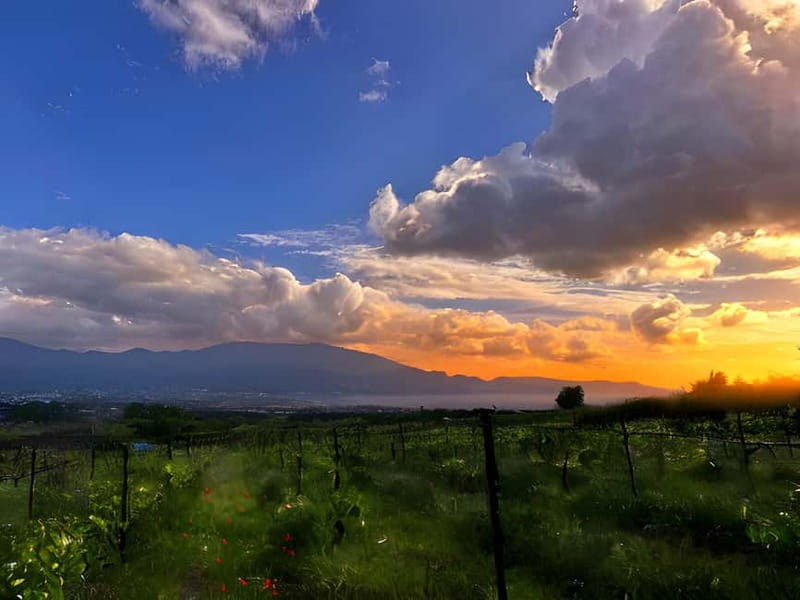 Pompeii: Mount Vesuvius Night Horseback Ride and Italian BBQ - The Vineyards and Views