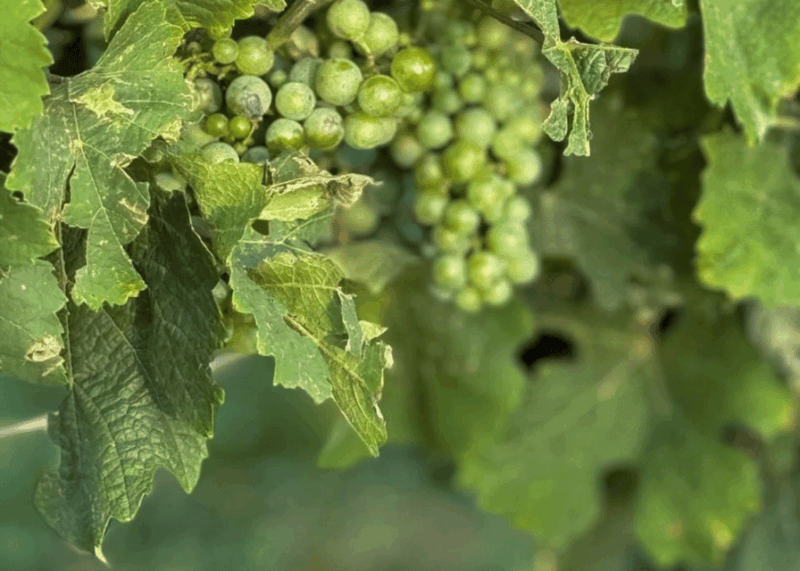 Pompeii: Mount Vesuvius Night Horseback Ride and Italian BBQ - Frequently Asked Questions