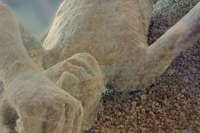 Pompeii Private Morning Tour From Sorrento - What to Expect on the Day