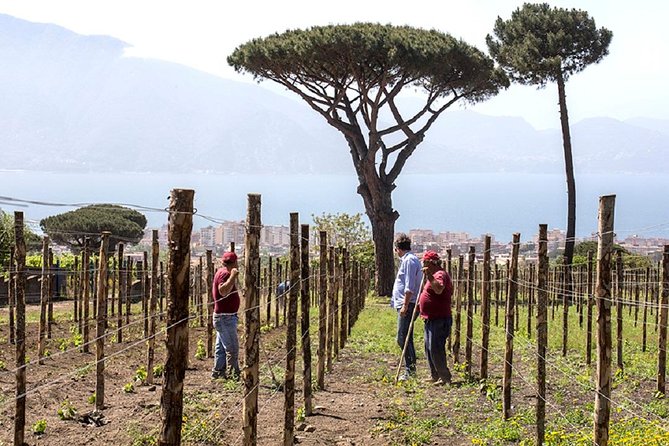Pompeii Ruins & Wine Tasting with Lunch on Vesuvius with Private Transfer - The Sum Up