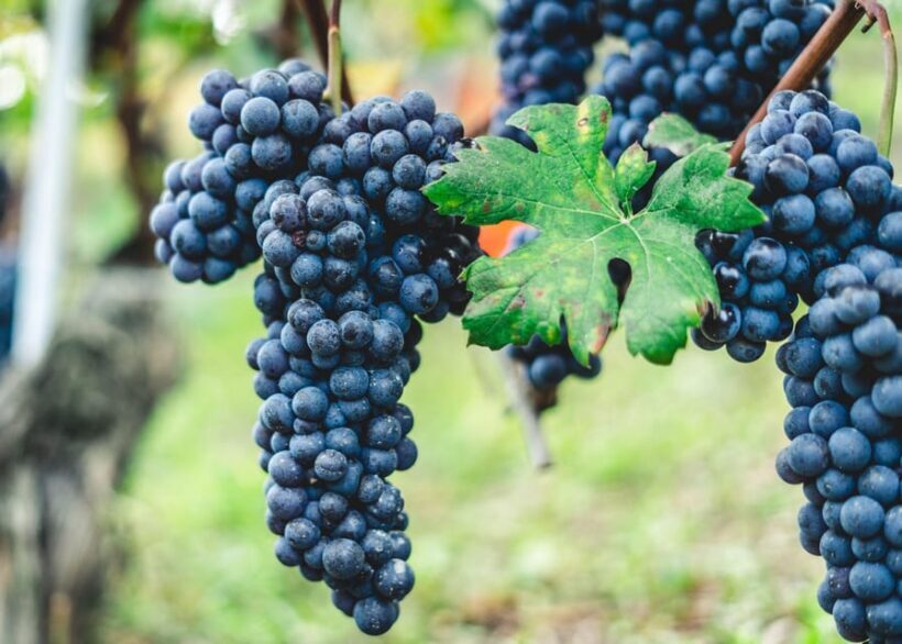 Pompeii & Two Local Wineries from Naples - FAQs