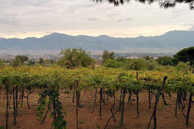 Pompeii & Vesuvius With Lunch & Wine Tasting From Positano - Pre-Trip Preparation Recommendations