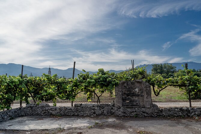Pompeii Vineyard Escape: Private Wine Tasting & Lunch - The Sum Up: Who Should Book This Tour?