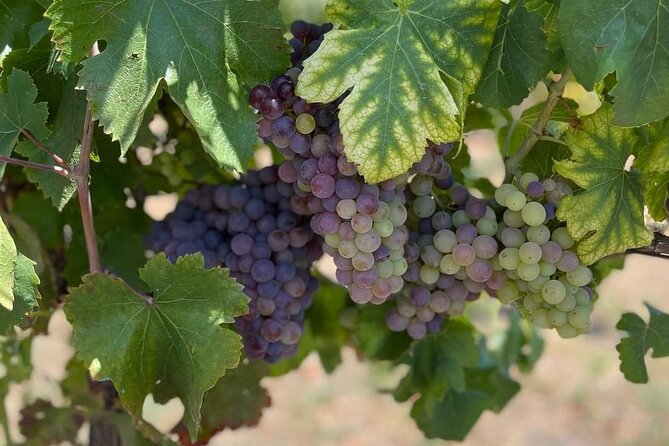 Pompeii & Wine Tasting: Private Day Tour from Naples - How This Tour Balances Value and Experience