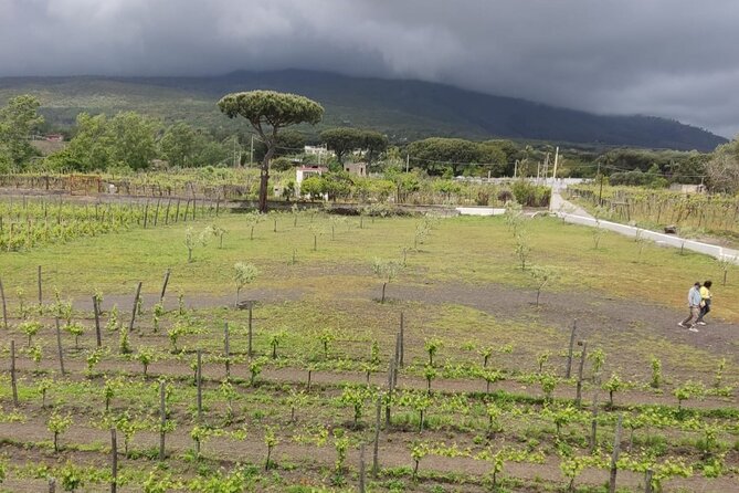 Pompeii & Wine Tasting: Private Day Tour from Naples - FAQ