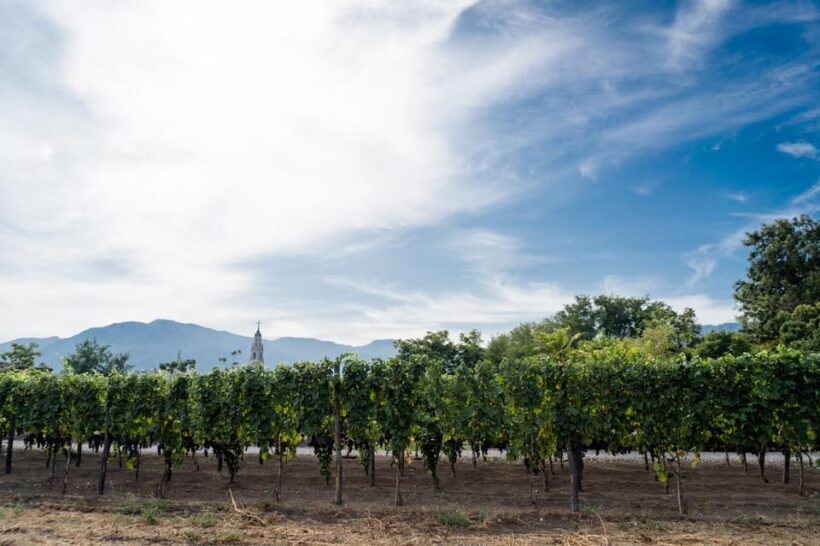 Pompeii Winery Tour, Tasting & Lunch - A Closer Look at the Pompeii Winery Tour