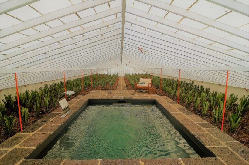 Ponta Delgada: Greenhouse Hot Tube with Pineapple Tour - Key Points