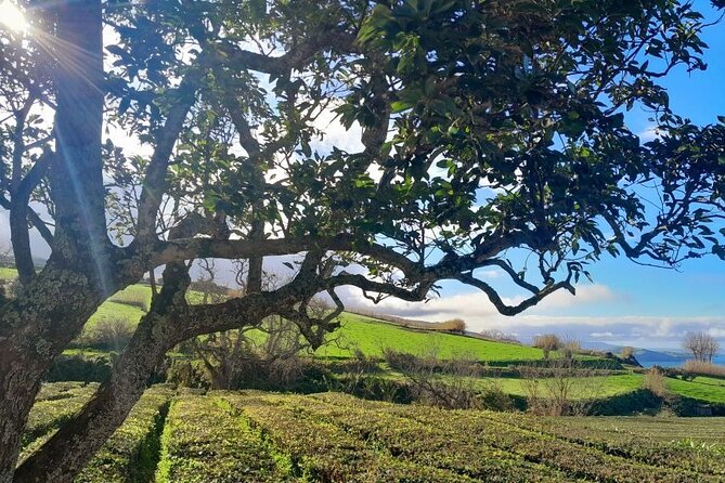 Ponta Delgada: Seven Cities & Furnas Volcano Shore Excursion Tour - Tour Experience