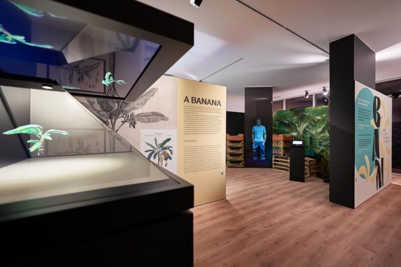 Ponta Do Sol : Madeira Banana Museum guided tour - An In-Depth Look at the Madeira Banana Museum Tour