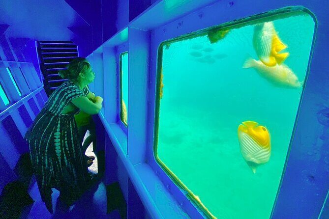 Ponton Day Trip SWIM with Turtles All meals included & Transport - Key Points
