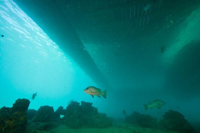 Ponton Day Trip SWIM with Turtles All meals included & Transport - FAQ About the Ponton Day Trip