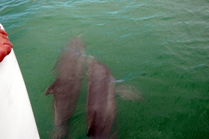 Pontoon Sightseeing and Shelling Excursion to Keeywaydin Island - What to Expect on the Tour