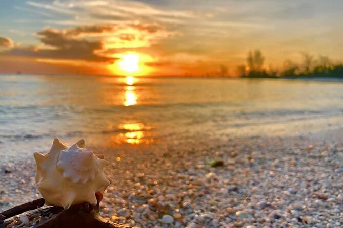 Pontoon Sightseeing and Shelling Excursion to Keeywaydin Island - Notable Wildlife Sightings