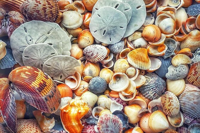 Pontoon Sightseeing and Shelling Excursion to Keeywaydin Island - Booking and Cancellation Policies