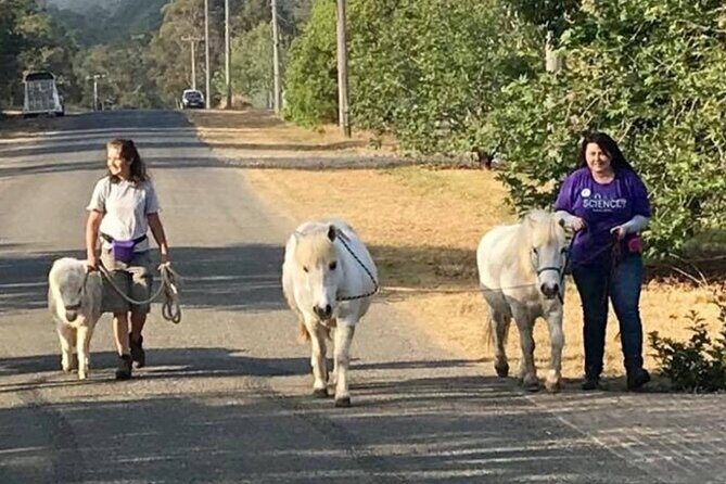 Pony Walking Adventure - Key Points
