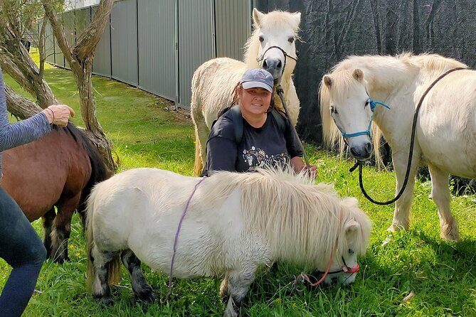 Pony Walking Adventure - FAQ