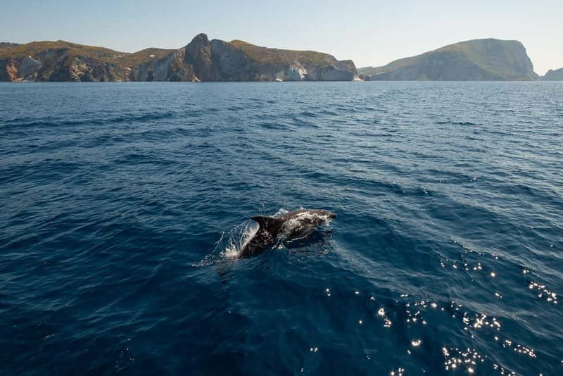 Ponza: Palmarola & Ponza Island Cruise with Swimming & Lunch - What’s Included and What You’ll Need to Bring