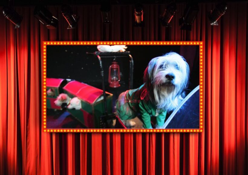 Popovich Comedy Pet Theater in Las Vegas - Key Points