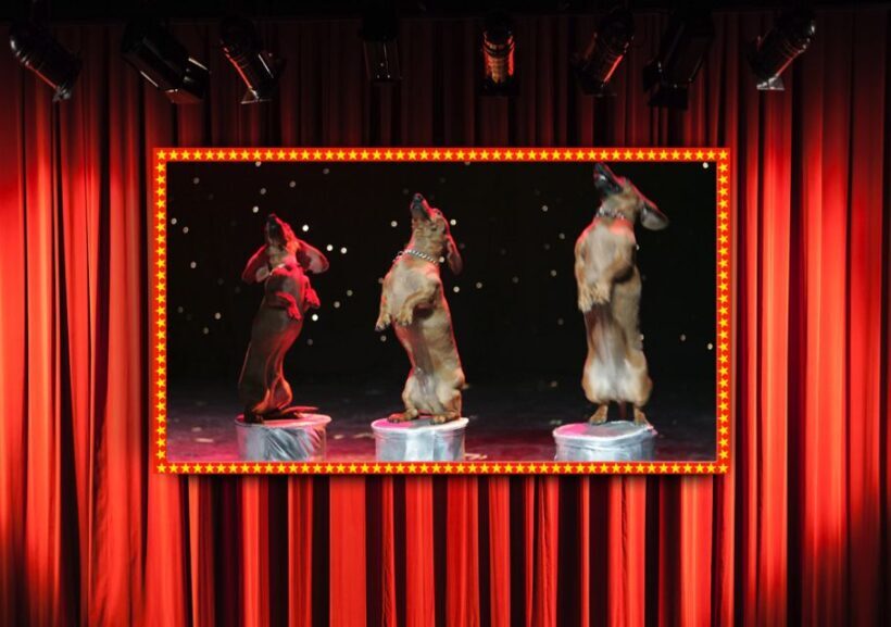 Popovich Comedy Pet Theater in Las Vegas - The Sum Up