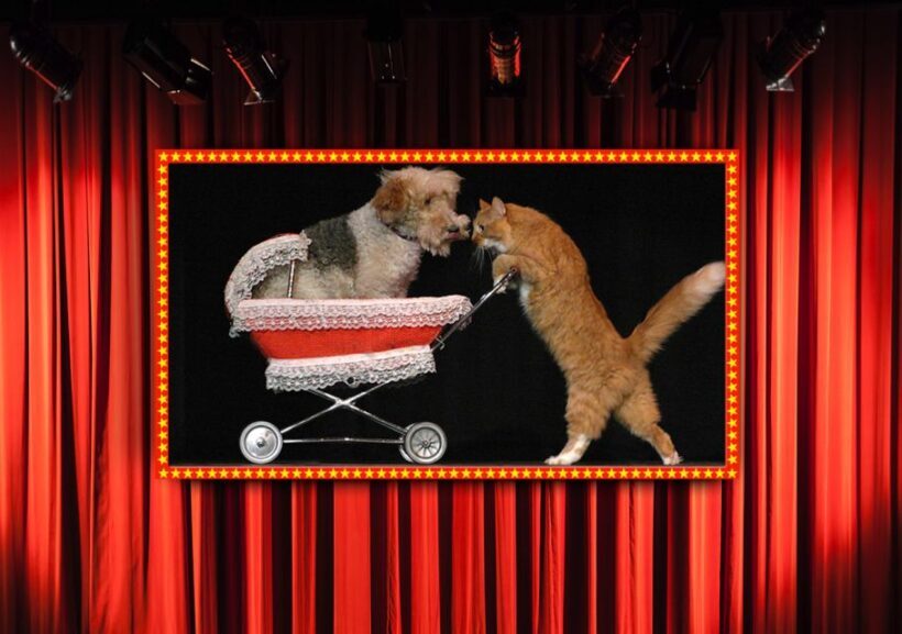Popovich Comedy Pet Theater in Las Vegas - FAQs