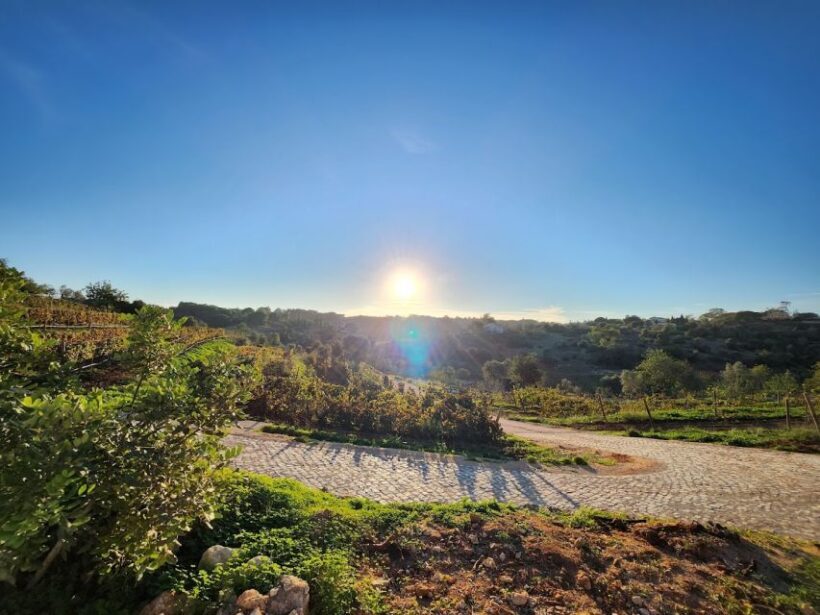 Porches: Algarve Vineyard Tour and Wine Tasting Experience - Porches: Algarve Vineyard Tour and Wine Tasting Experience – A Detailed Review