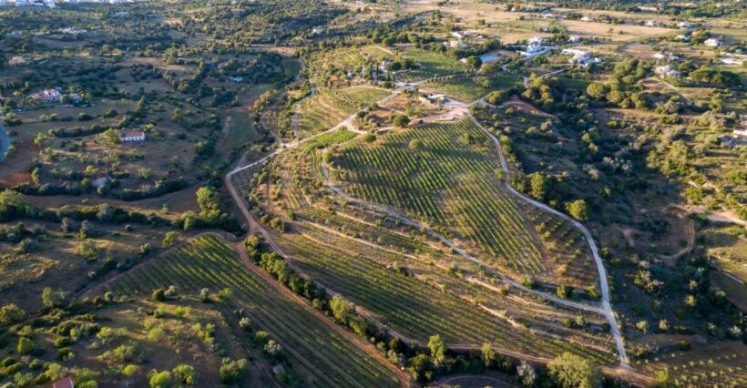 Porches: Algarve Vineyard Tour and Wine Tasting Experience - Authenticity and Guest Experience