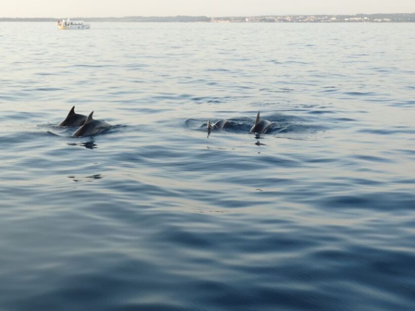 Pore: Dolphin Spotting Cruise with Included Drinks - An Honest Look at the Dolphin Spotting Cruise