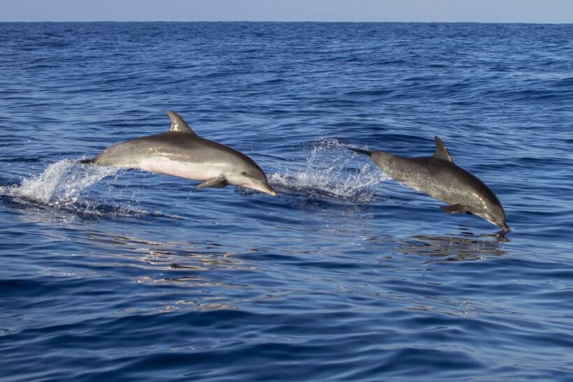 Pore: Dolphin Spotting Cruise with Included Drinks - Final Thoughts: Who Is This Tour Best For?
