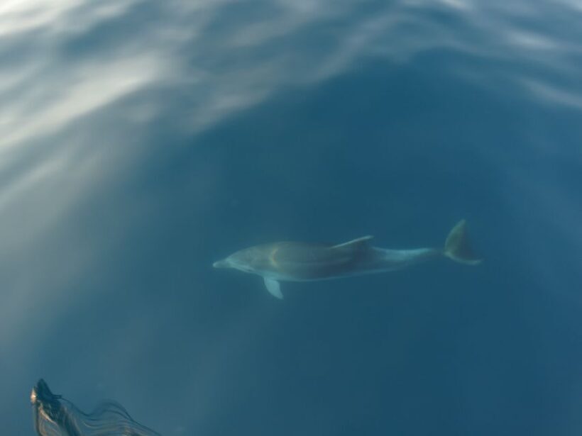 Pore: Dolphin Spotting Cruise with Included Drinks - FAQ