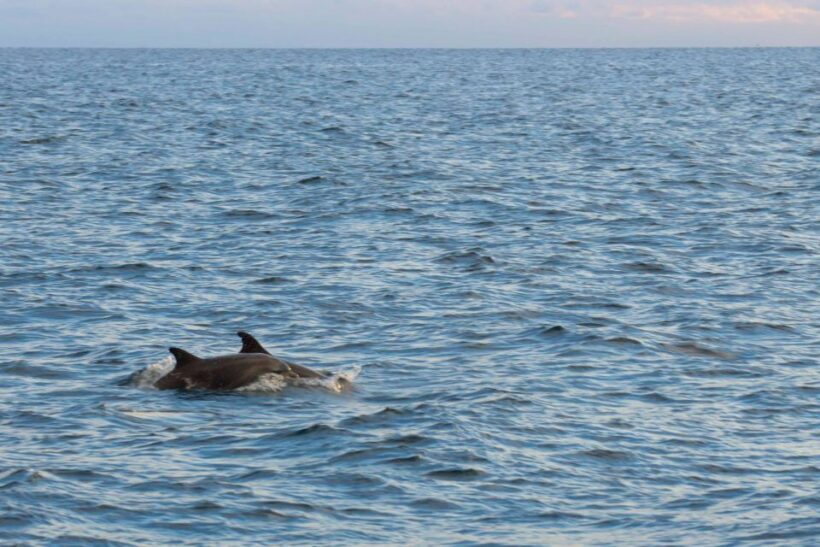 Pore: Evening Boat Trip to Discover Dolphins - The Sum Up