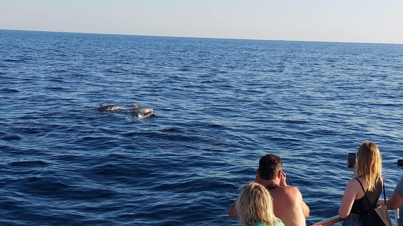 Pore: Sunset Dolphin Safari with Dinner and Drinks - A Closer Look at the Sunset Dolphin Safari Experience