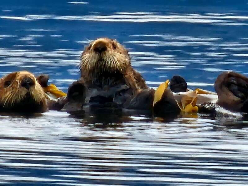 Port Alice: Sea Otter and Wildlife Tour - 6 hour with lunch - An In-Depth Look at the Port Alice Wildlife Tour