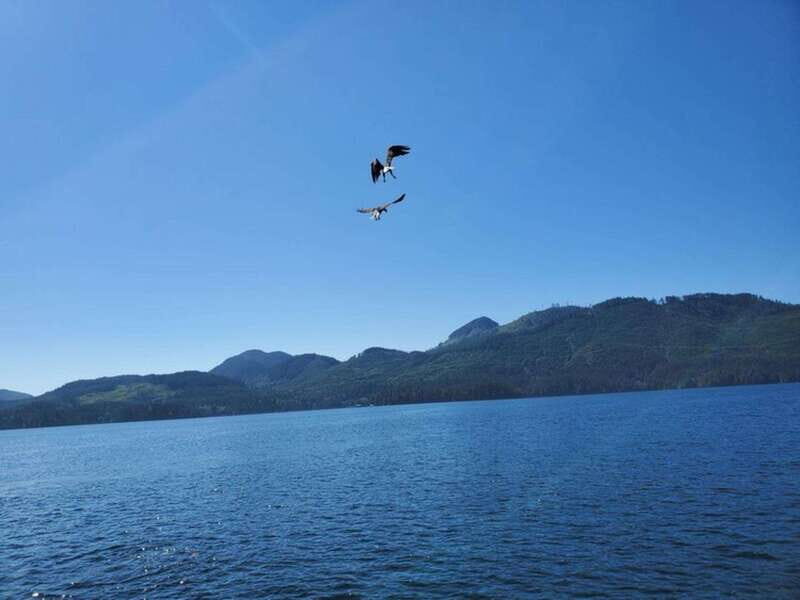 Port Alice: Sea Otter and Wildlife Tour - 6 hour with lunch - FAQs