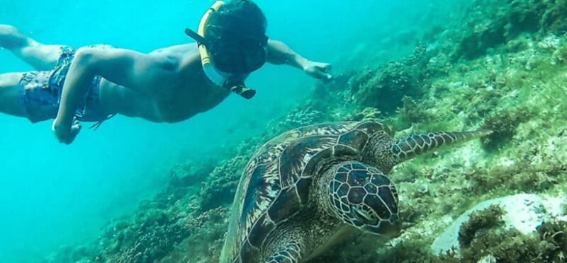 Port Barton: Island Hopping to Turtle Spot & Reef with Lunch - Key Points