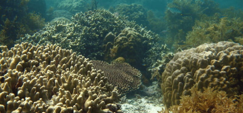 Port Barton: Island Hopping to Turtle Spot & Reef with Lunch - Who Is This Tour Best For?