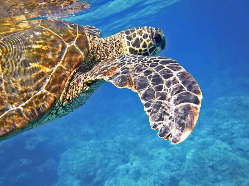 Port Barton: Island Hopping to Turtle Spot & Reef with Lunch - What Makes This Tour Stand Out