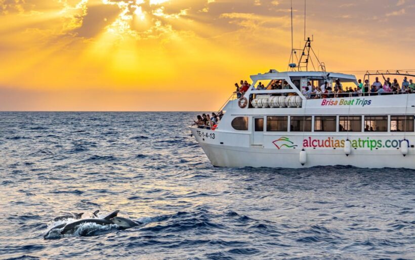 Port d'Alcudia: Sunrise at Sea & Dolphin Watching Boat Tour - Key Points