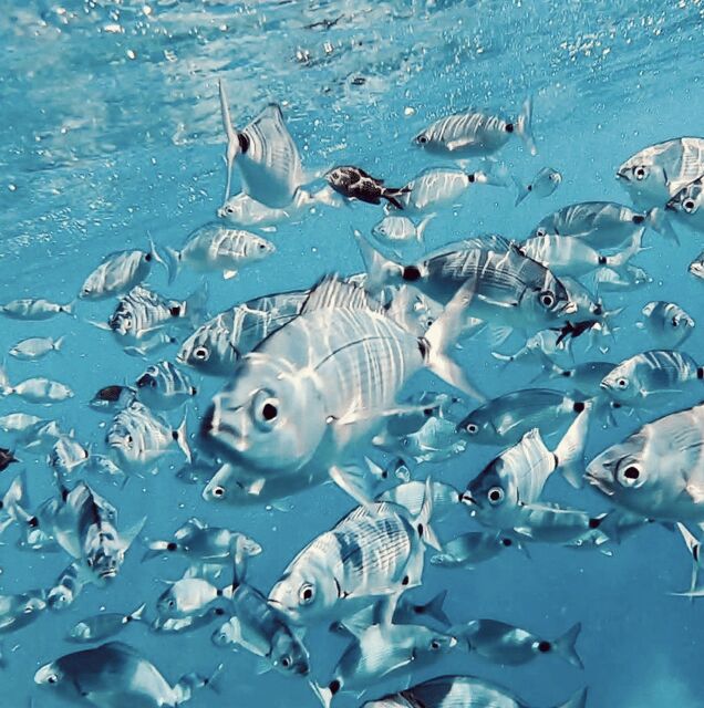 Port de Sóller: Snorkeling Tour with Professional Guide - Exploring the Snorkeling Experience in Port de Sóller