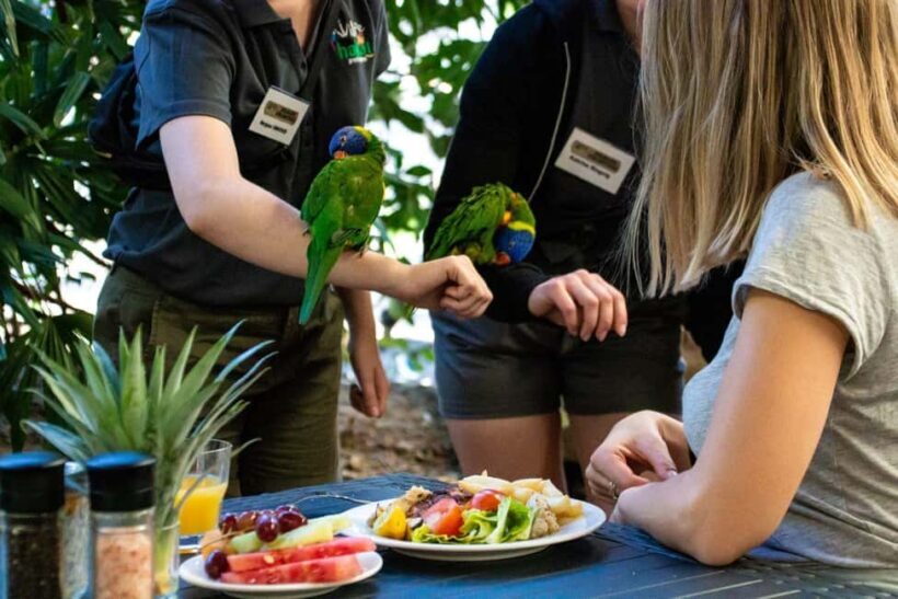 Port Douglas: Breakfast with the Birds - An Unusual Way to Start Your Day in Port Douglas