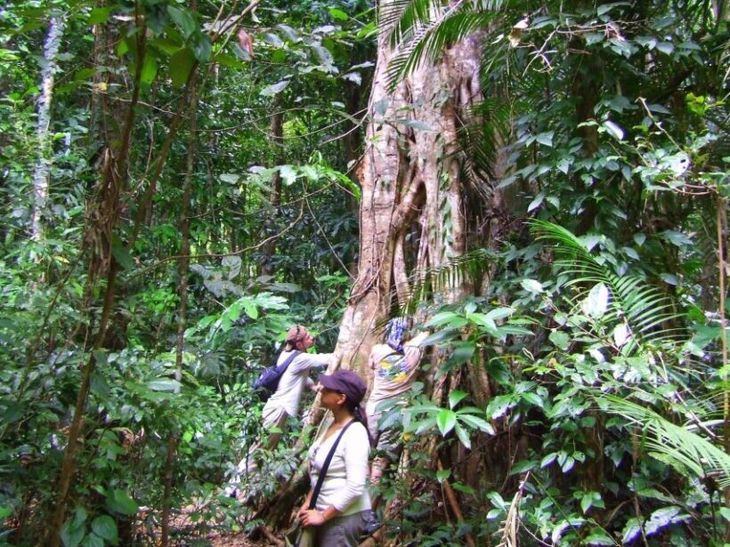 Port Douglas: Daintree Rainforest and Mossman Gorge Tour - Key Points