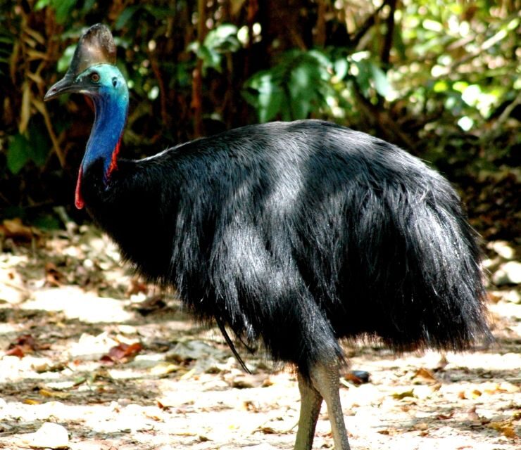 Port Douglas: Daintree Rainforest and Mossman Gorge Tour - An In-Depth Look at the Tour Experience