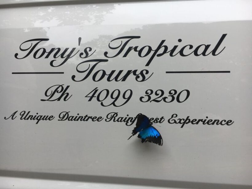 Port Douglas: Daintree Rainforest and Mossman Gorge Tour - Authenticity and the Guides’ Expertise