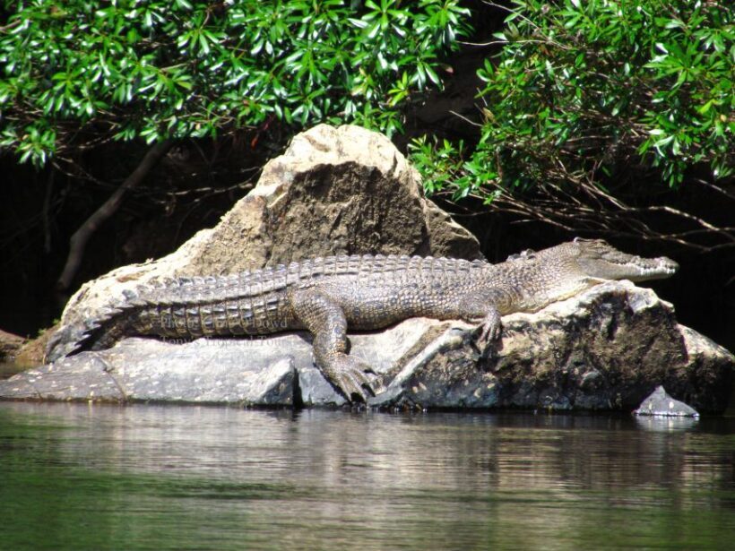Port Douglas: Daintree Rainforest and Mossman Gorge Tour - Final Thoughts