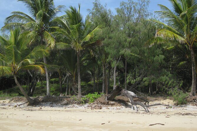 Port Douglas Day Tour from Cairns - The Experience: What You’ll Actually Feel and See