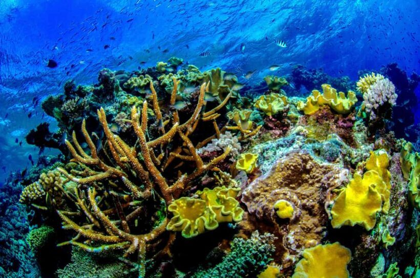 Port Douglas: Just 12 Passengers Guided Snorkel Reef Cruise - The Itinerary: An In-Depth Look